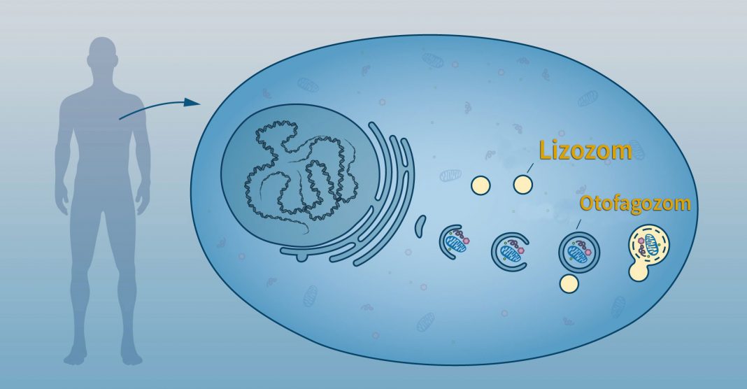 Lizozom Nedir? Özellikleri ve Görevleri Nelerdir?